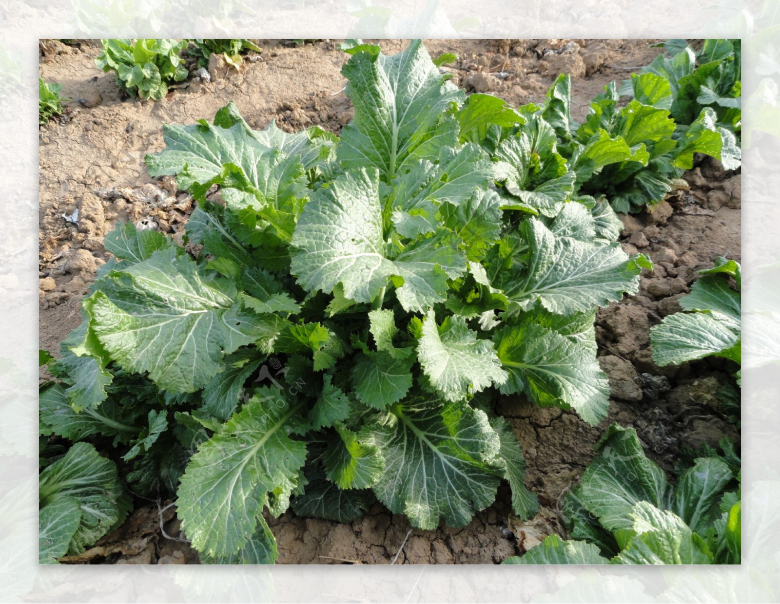 白菜图片素材-编号05630854-图行天下