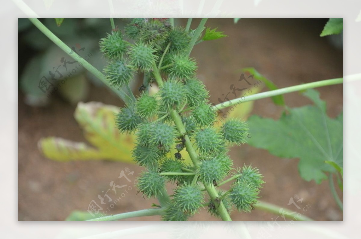 蓖麻子图片素材-编号10036894-图行天下