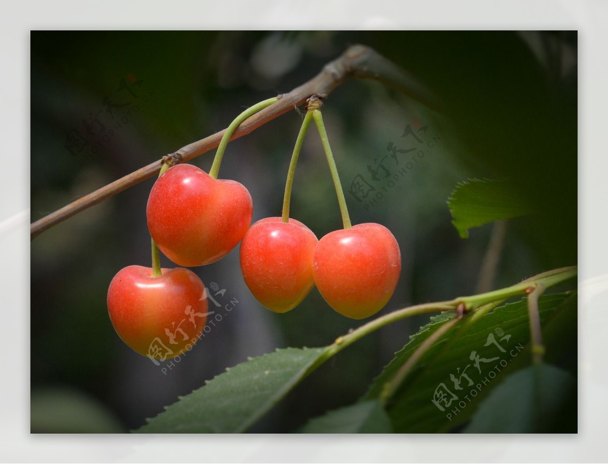 红樱桃图片素材-编号13501024-图行天下