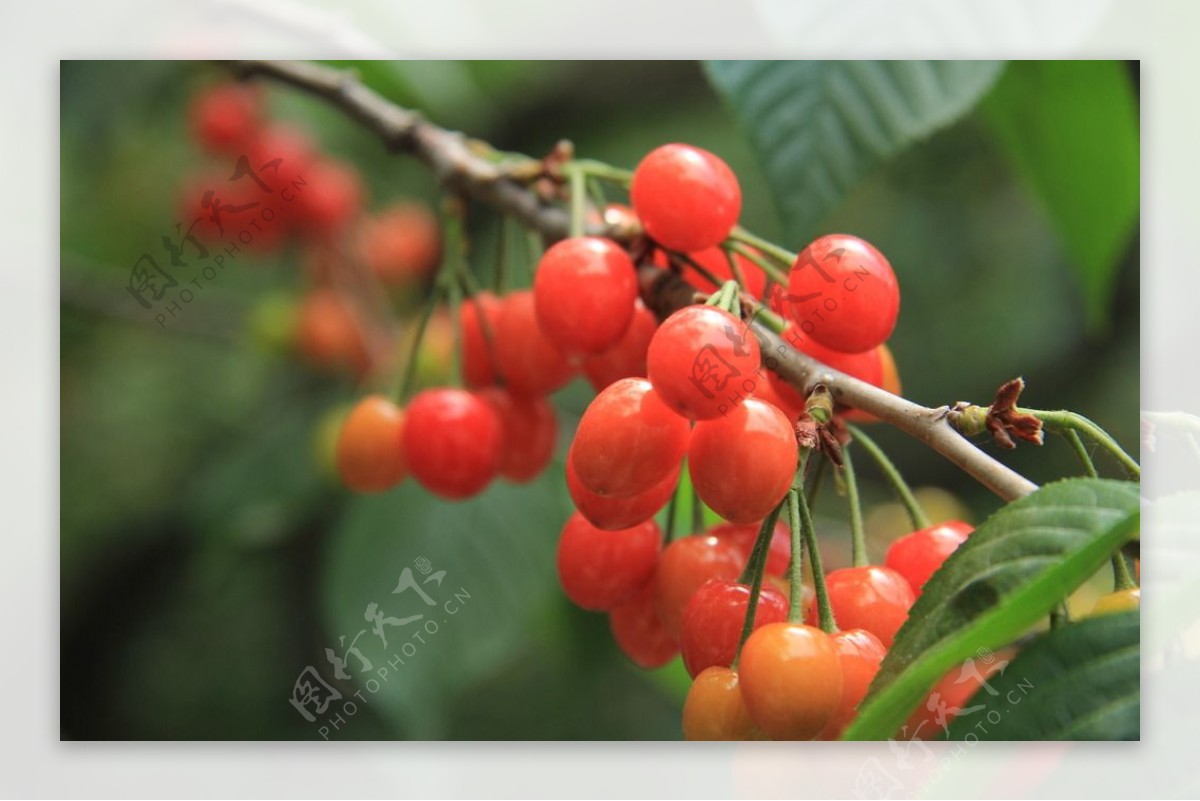 红樱桃图片素材-编号13511034-图行天下