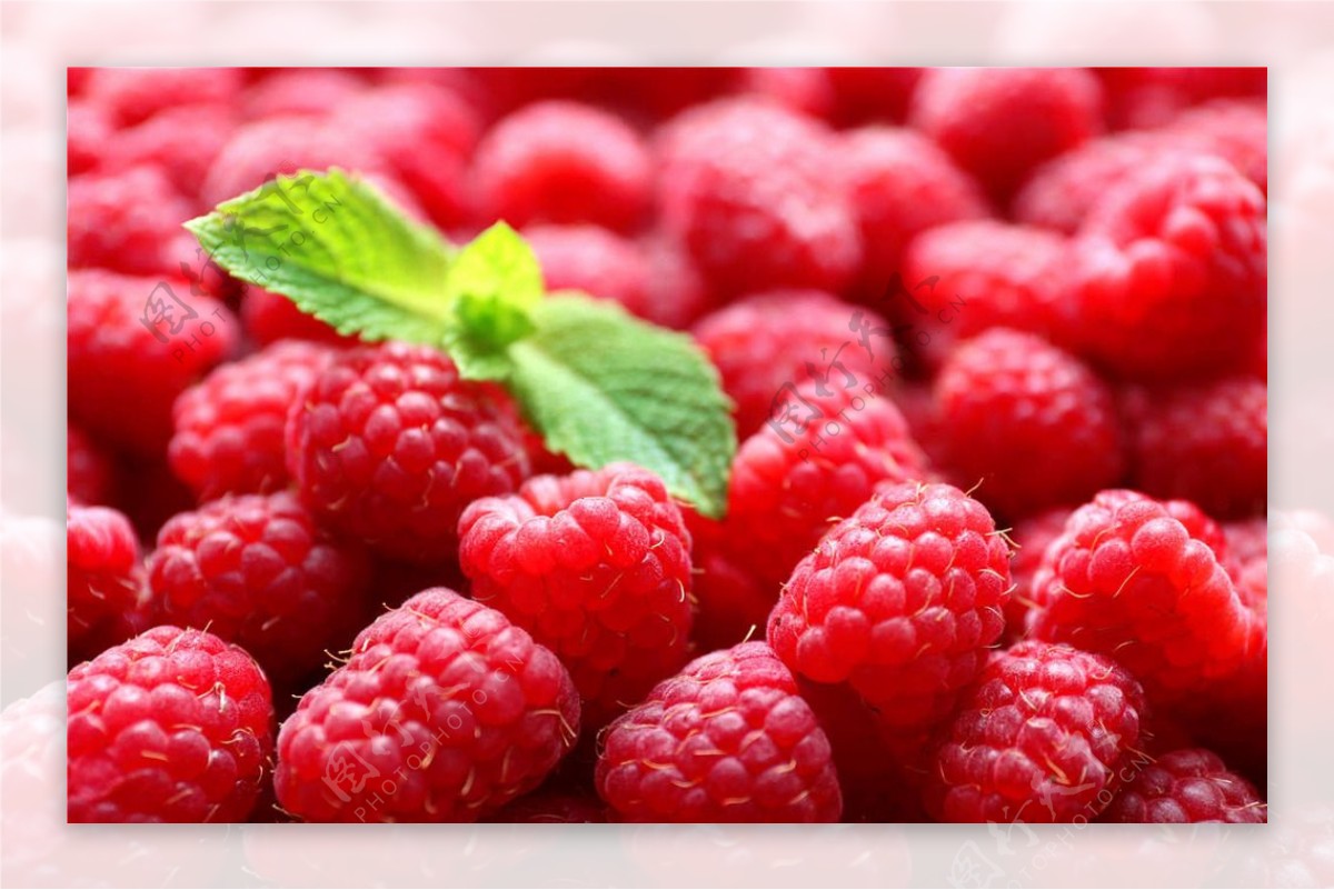 树莓图片素材-编号13524454-图行天下