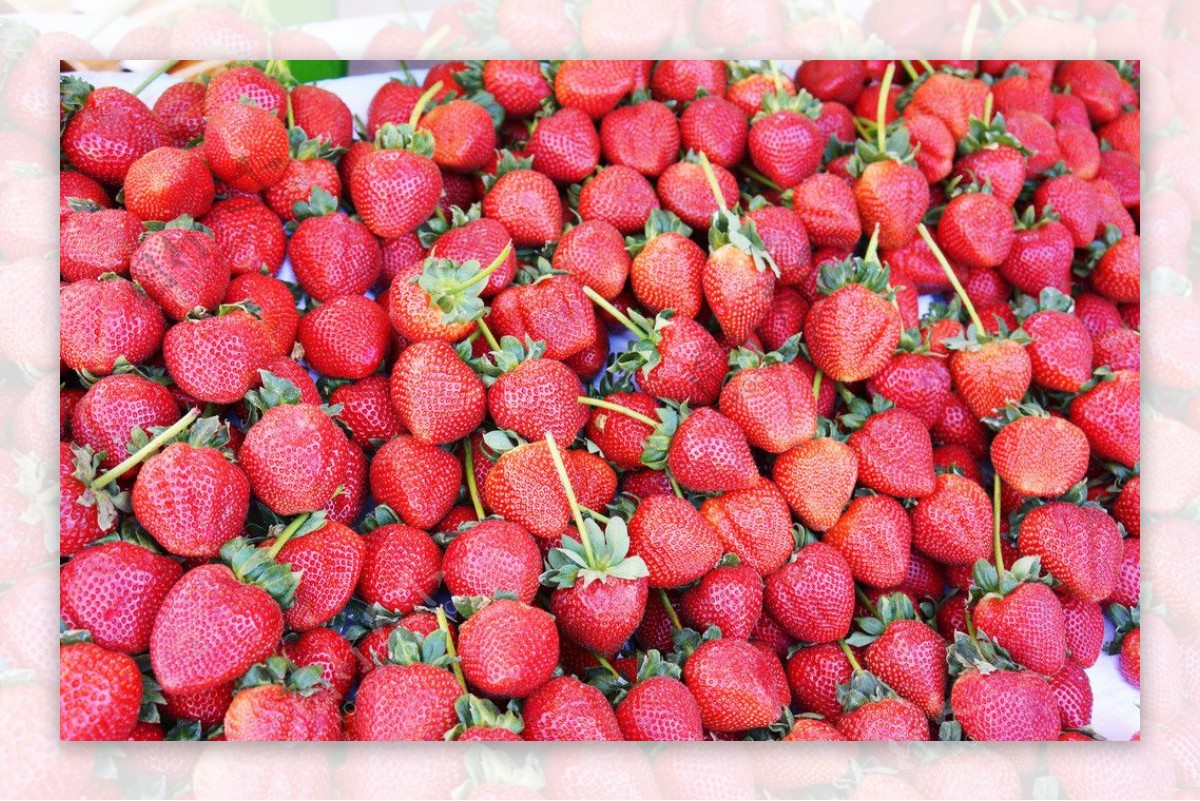 草莓图片素材-编号13585474-图行天下