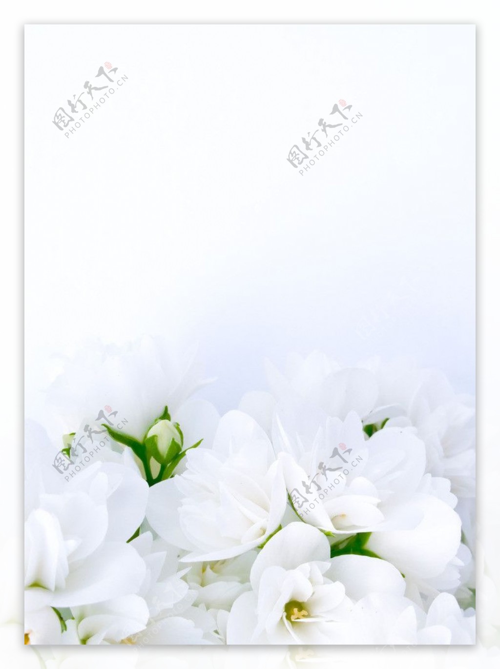 白色百合花图片素材-编号15050684-图行天下