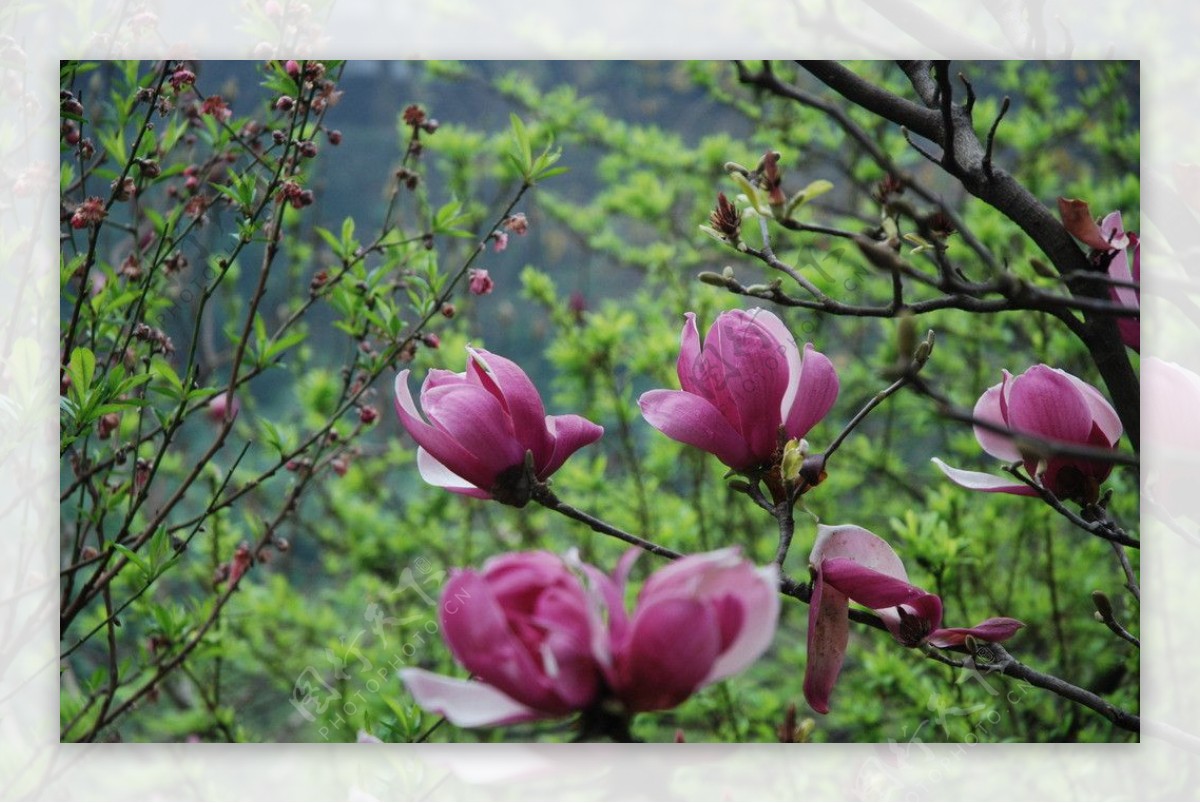 玉兰花图片素材-编号15100274-图行天下