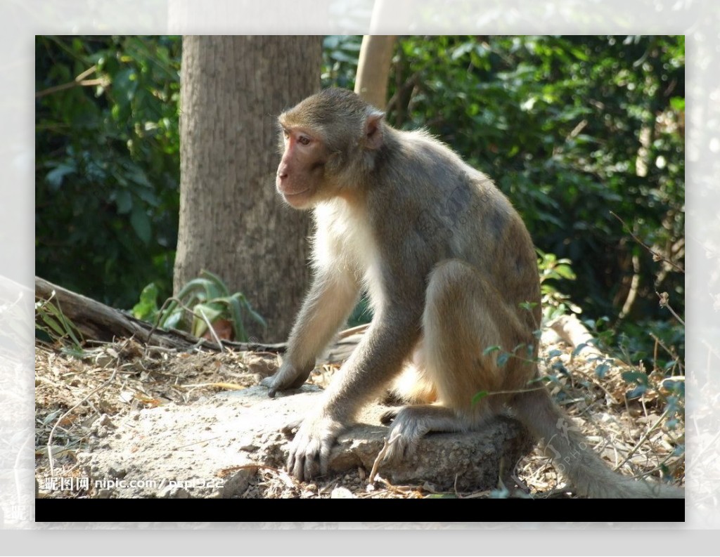 猴子图片素材-编号15305294-图行天下