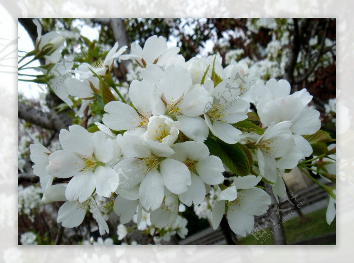 樱花图片素材-编号15326864-图行天下