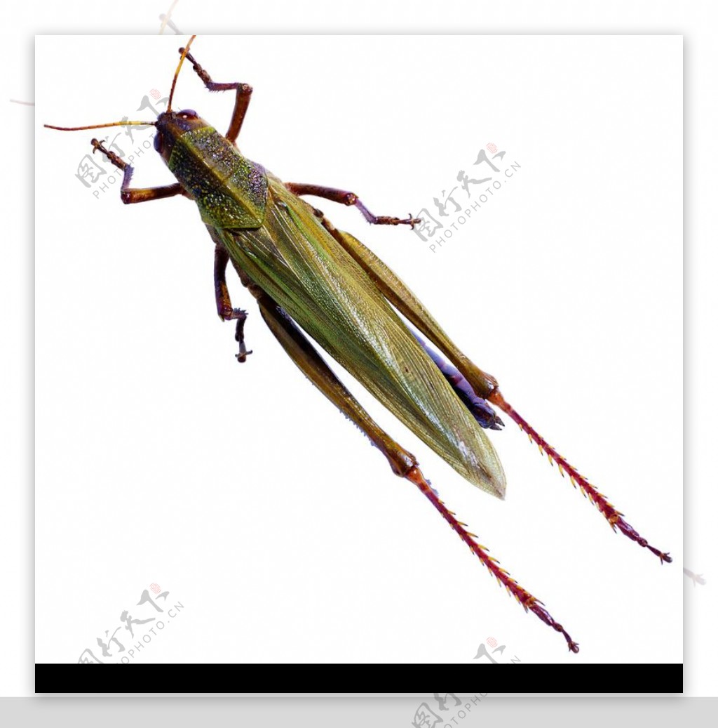 爬行动物与昆虫0174图片素材-编号19857504-图行天下