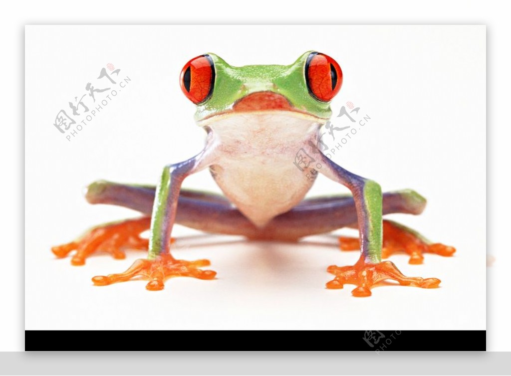 动物表情0162图片素材-编号20004294-图行天下