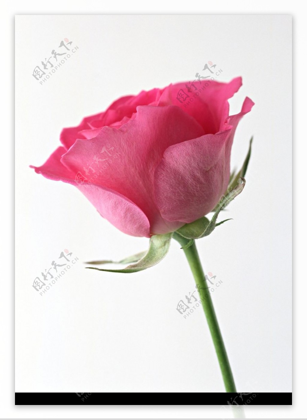 花之特写0153图片素材-编号20059214-图行天下