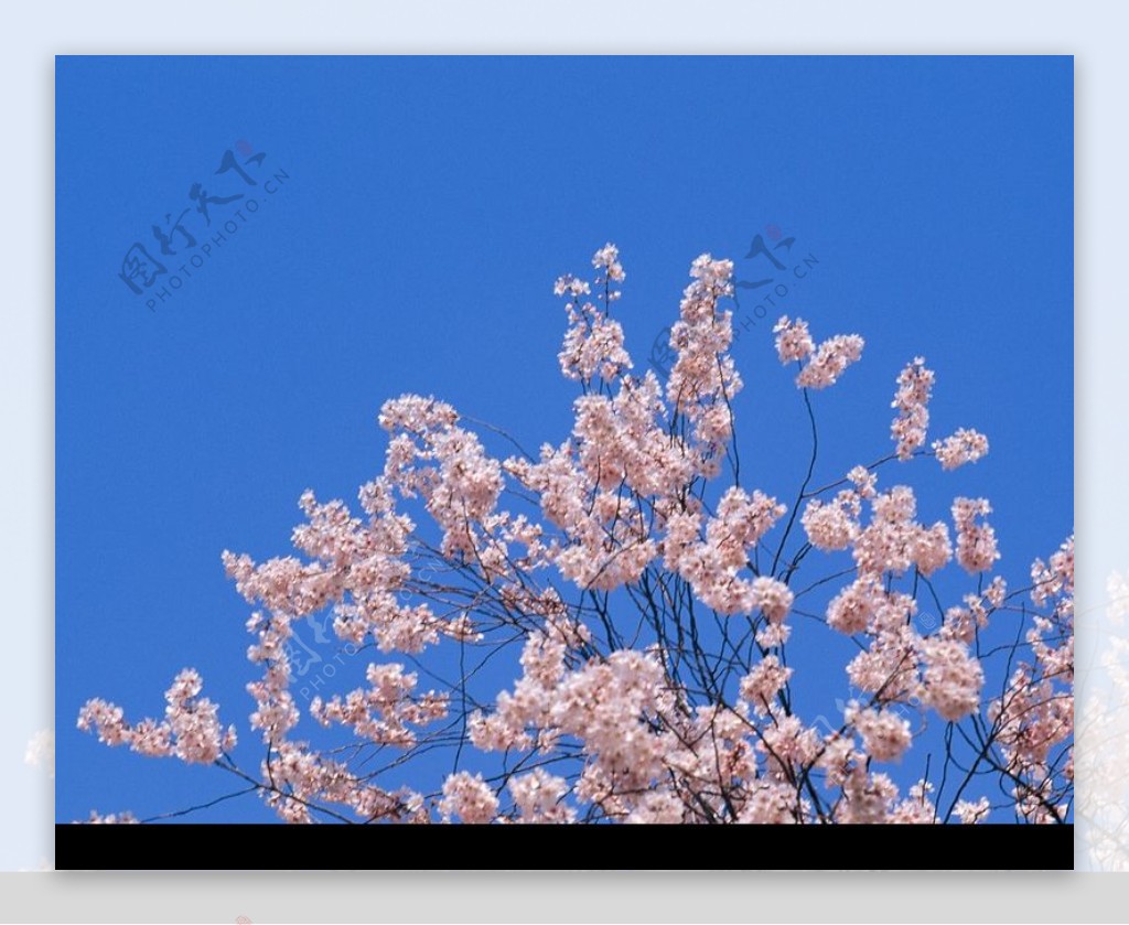 春暖花开0051图片素材-编号20067654-图行天下