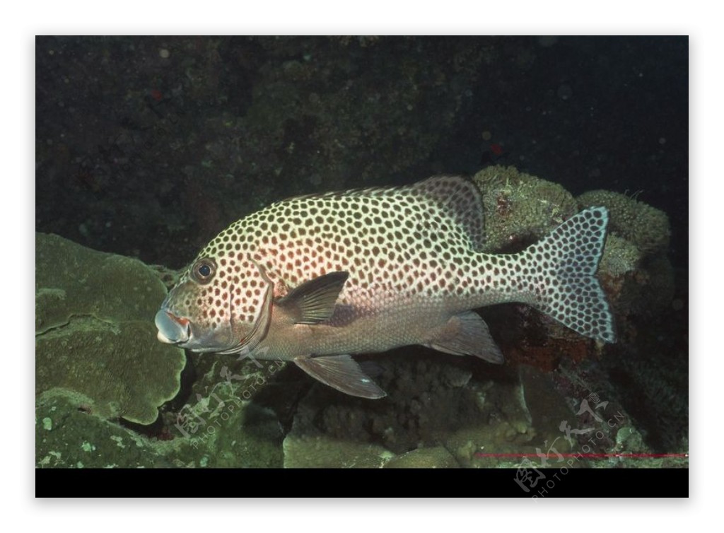 水底天堂0205图片素材-编号20243844-图行天下