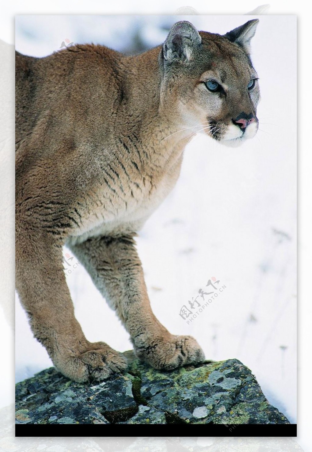 凶猛动物0243图片素材-编号20249184-图行天下