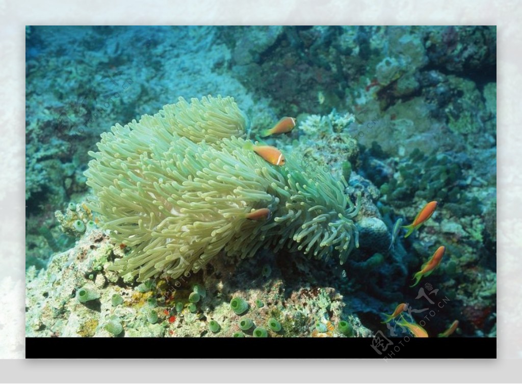 海洋生物0285图片素材-编号20262004-图行天下