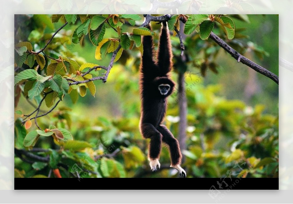 猴也疯狂0233图片素材-编号20275934-图行天下
