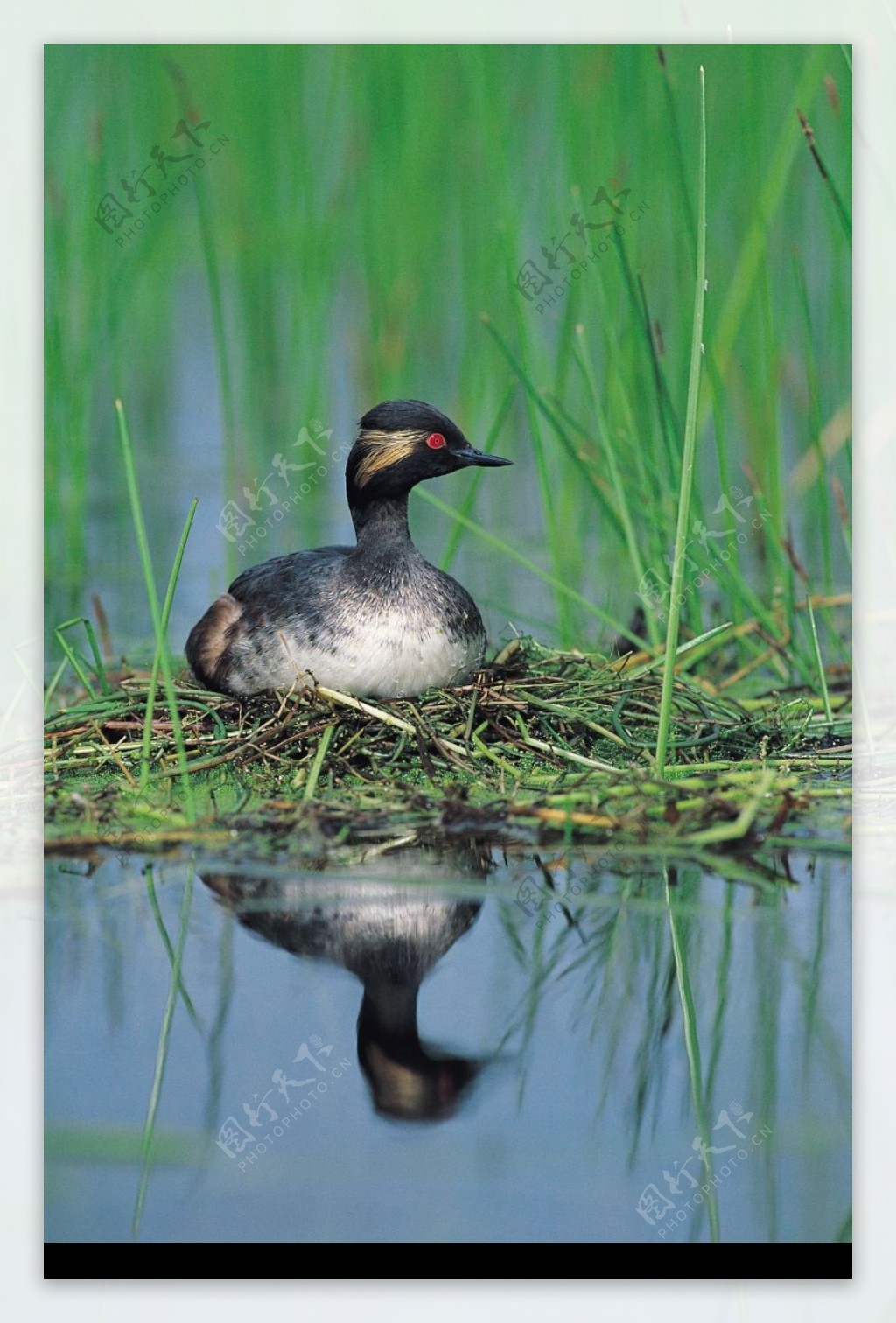 鸟类百科0408图片素材-编号20280064-图行天下