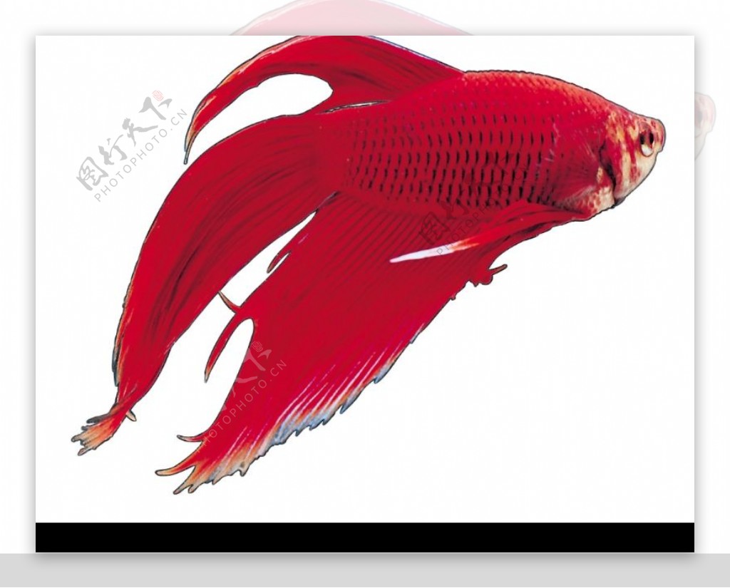 多彩鱼0231图片素材-编号20284224-图行天下