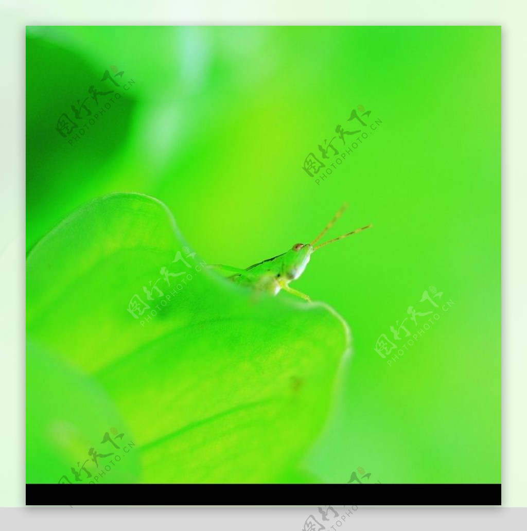 昆虫物语0028图片素材-编号20284734-图行天下