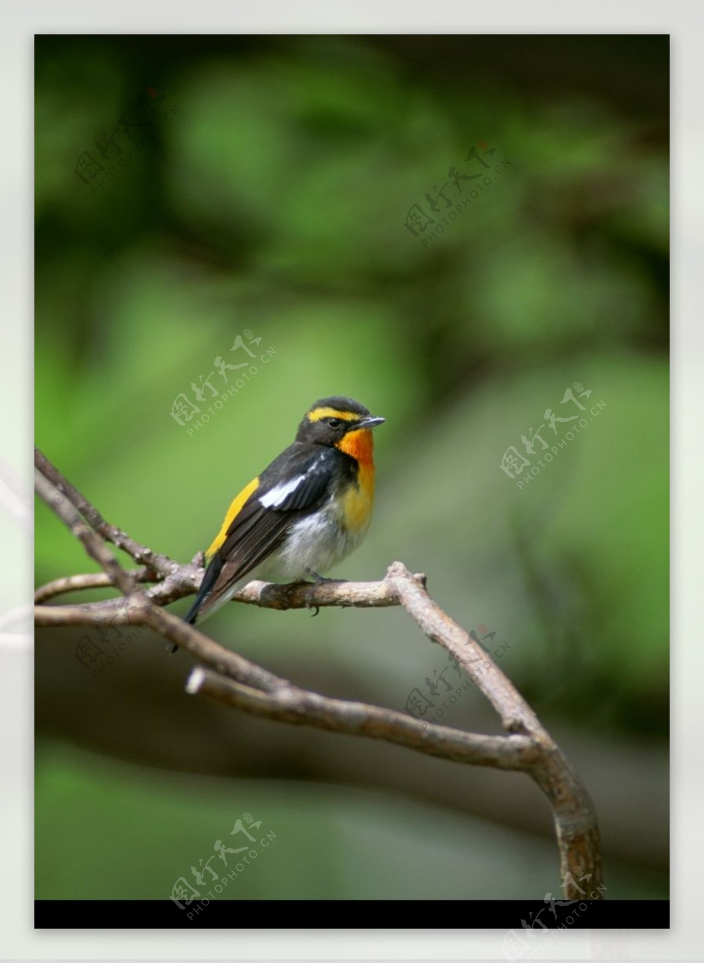 鸟类百科0056图片素材-编号20312624-图行天下