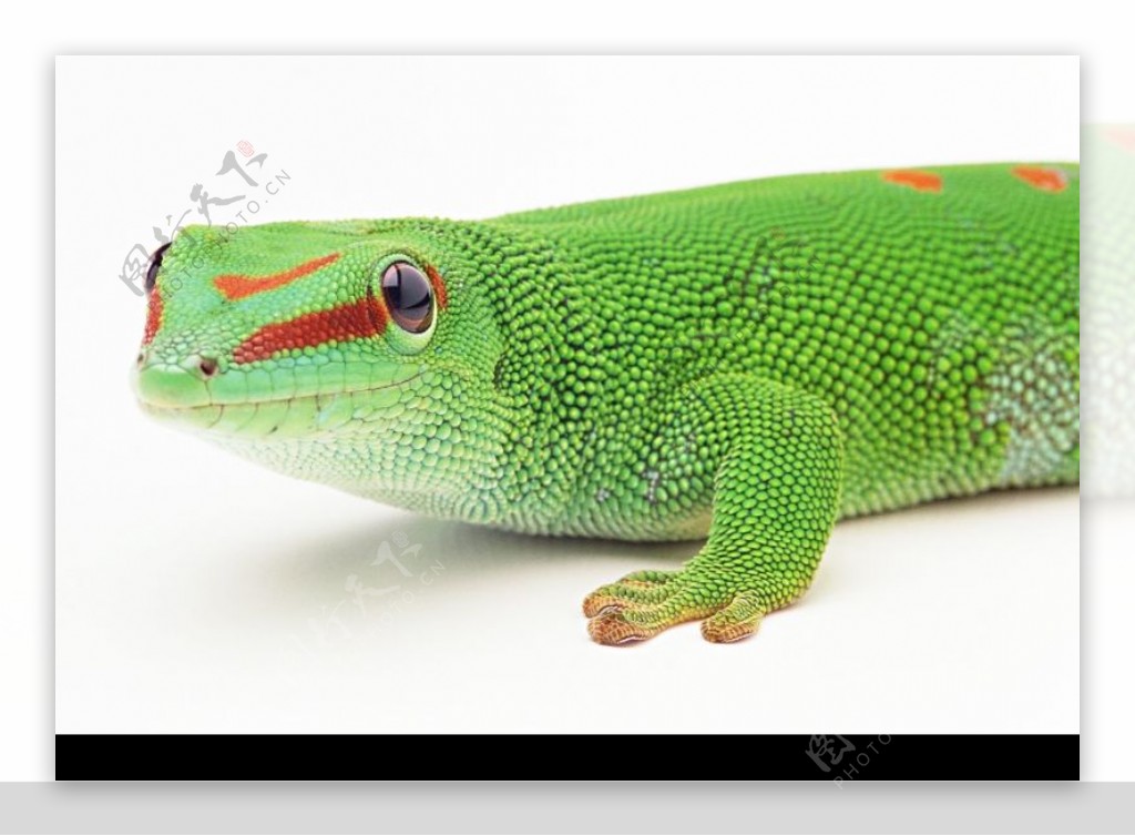 爬行动物昆虫0080图片素材-编号20318324-图行天下