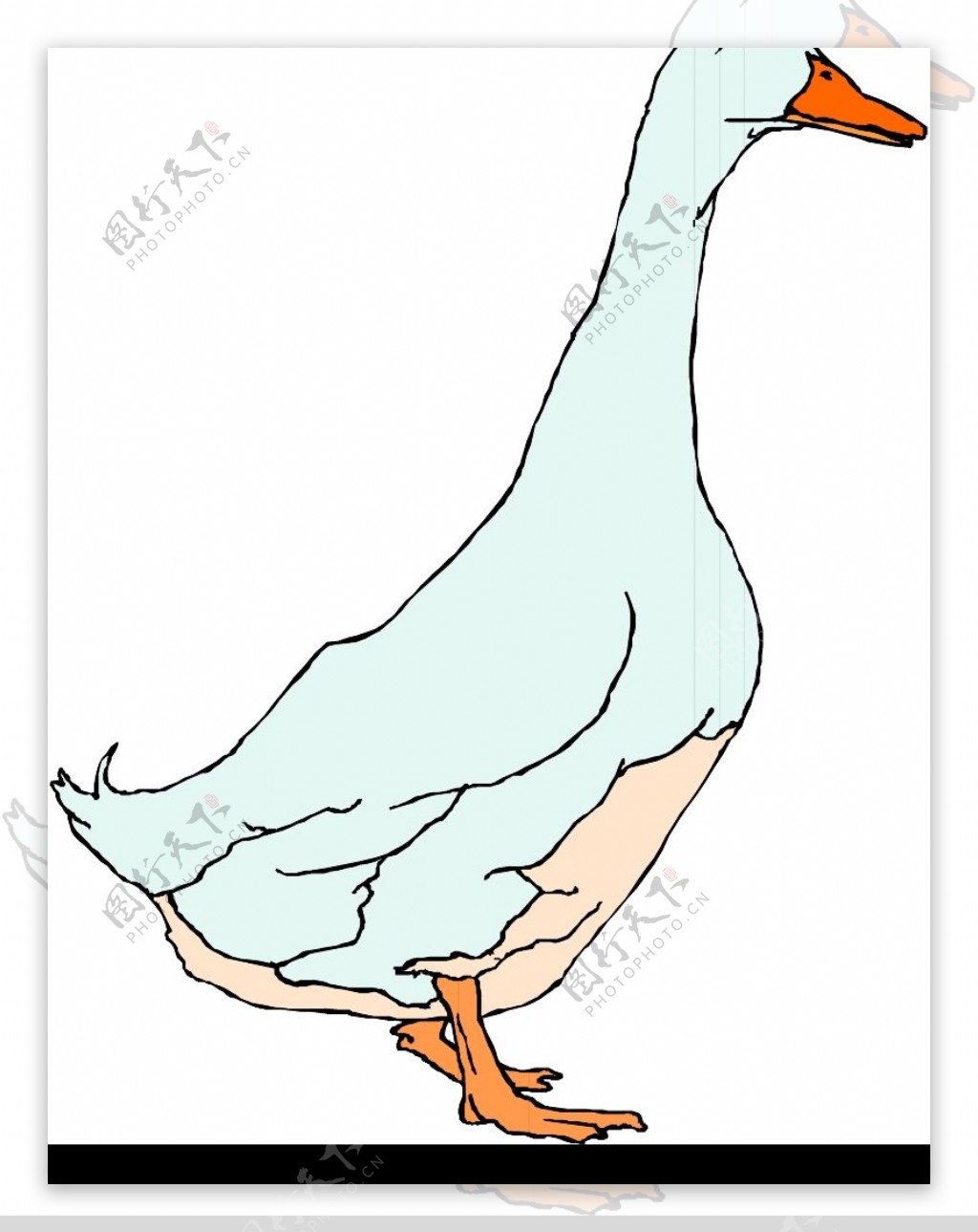 鸟类动物0484图片素材-编号20613584-图行天下