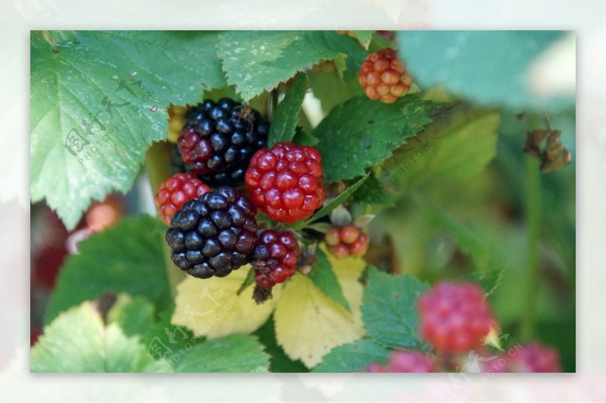 桑葚图片素材-编号24090424-图行天下