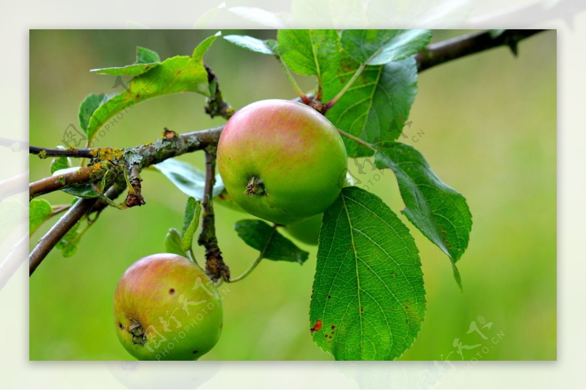 树上的苹果图片素材-编号24138094-图行天下