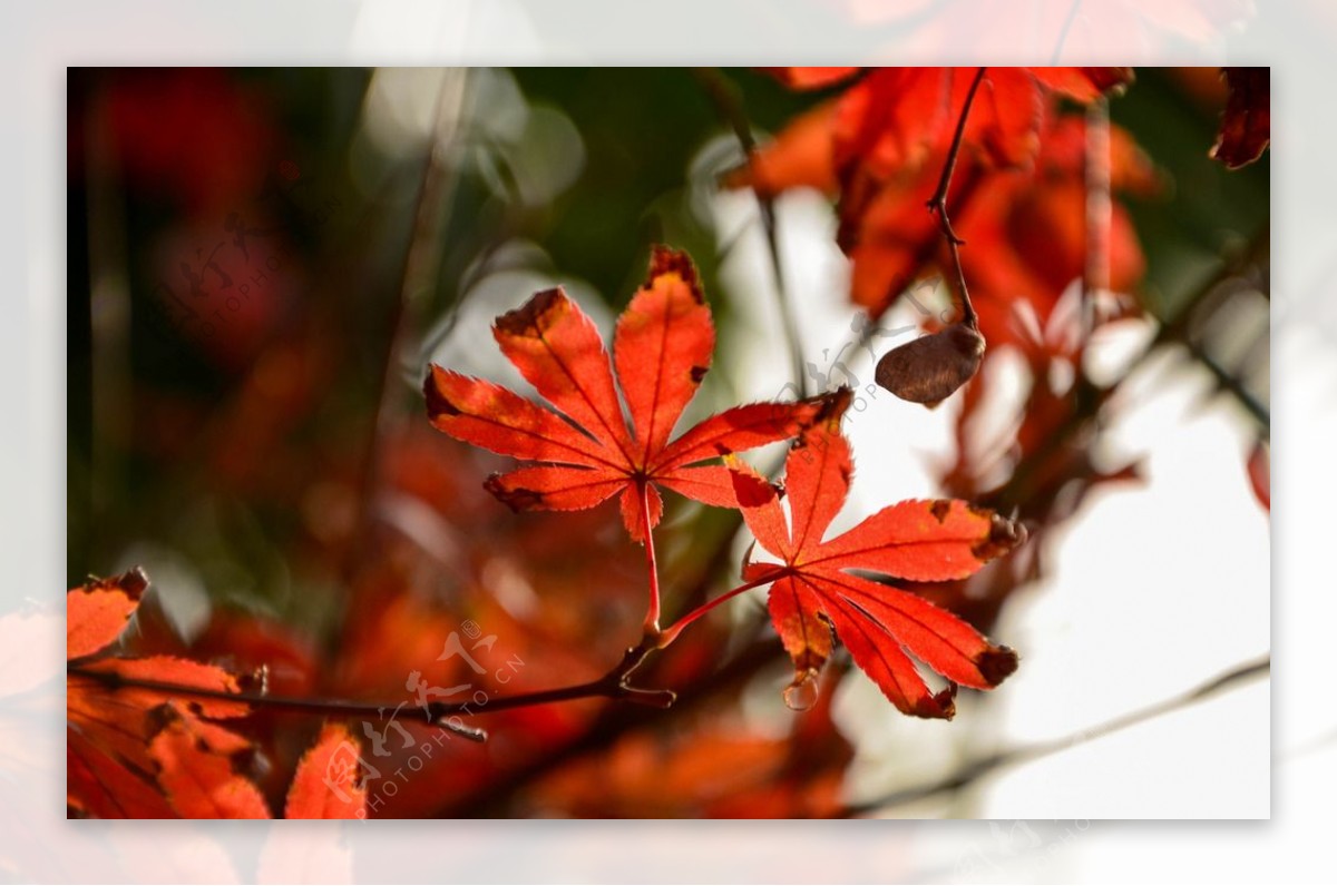 红色枫叶图片素材-编号24243434-图行天下