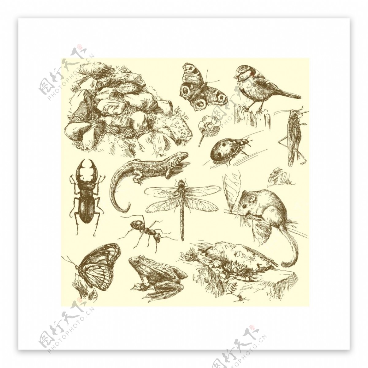 野生动物手绘矢量图片素材-编号24706894-图行天下