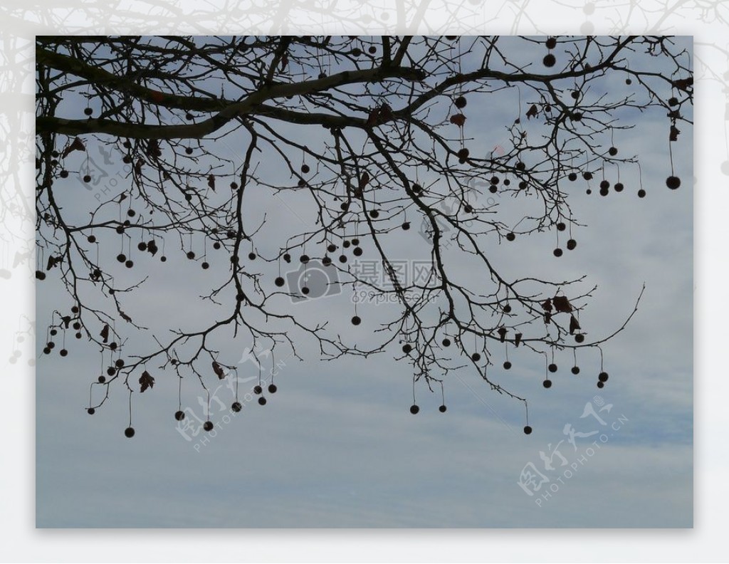 种子图片素材-编号25200484-图行天下