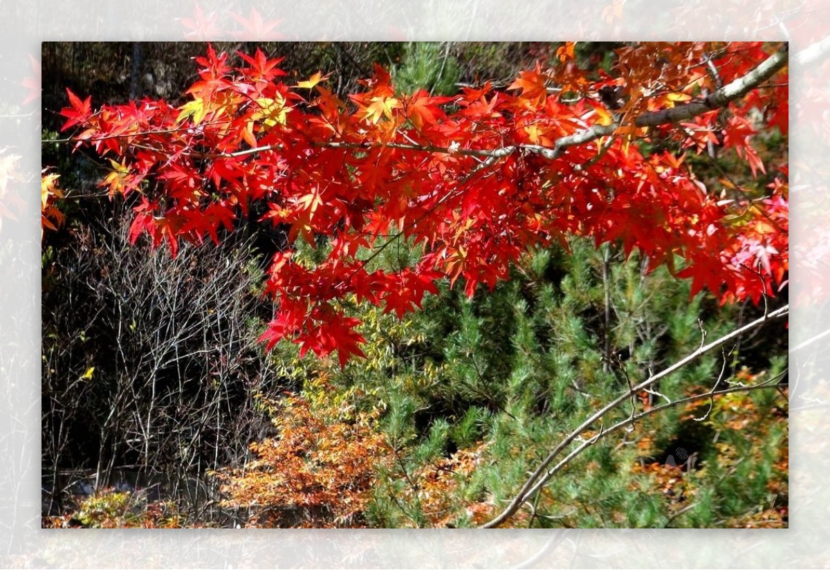 红枫叶图片素材-编号28824544-图行天下