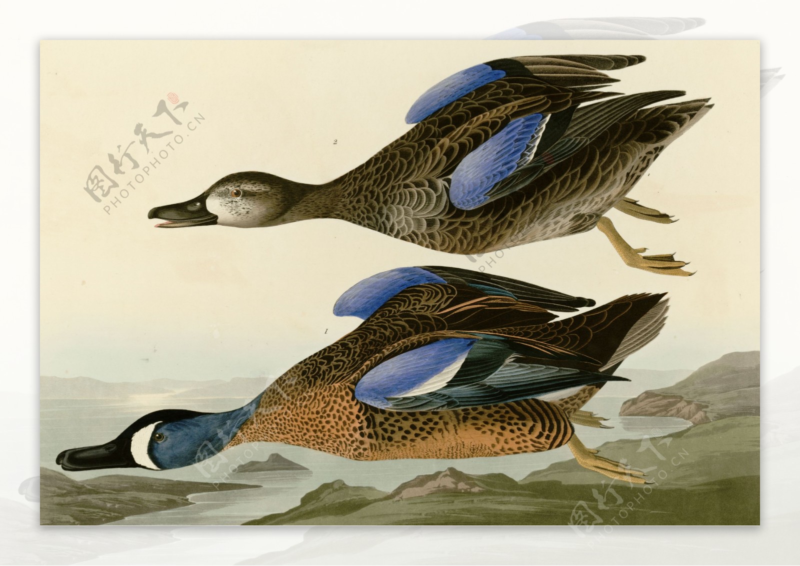 长尾巴的鸭子图片素材-编号36955114-图行天下