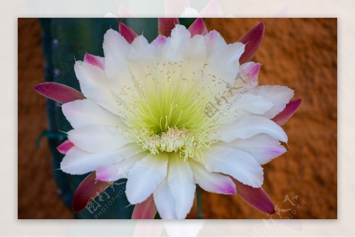 仙人掌花图片素材-编号39040194-图行天下